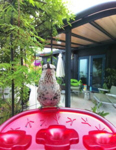 Birdbuddy : Smart Hummingbird Feeder Pro