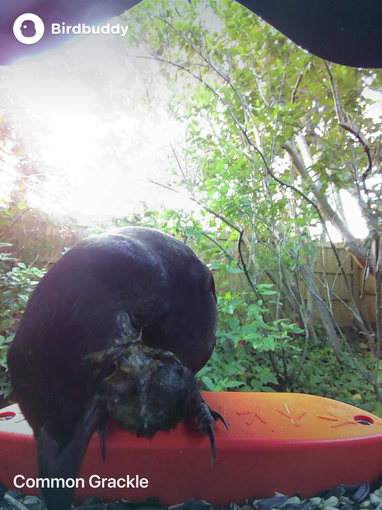 Bird Buddy : Flock care 101: Recognizing sick birds and taking action