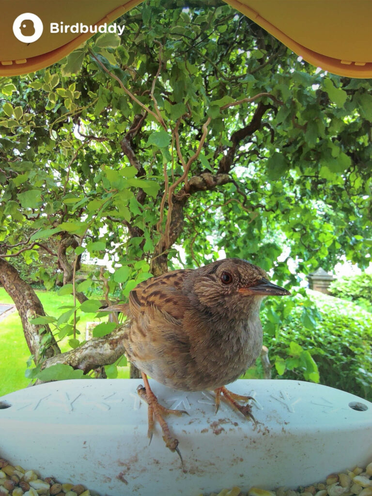 Bird Buddy : Flock care 101: Recognizing sick birds and taking action