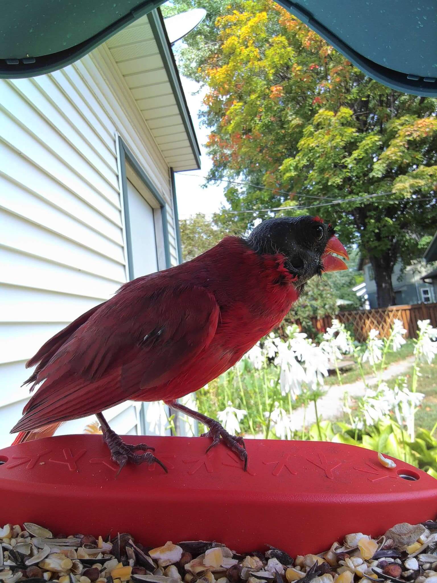 Bird Buddy : Flock care 101: Recognizing sick birds and taking action