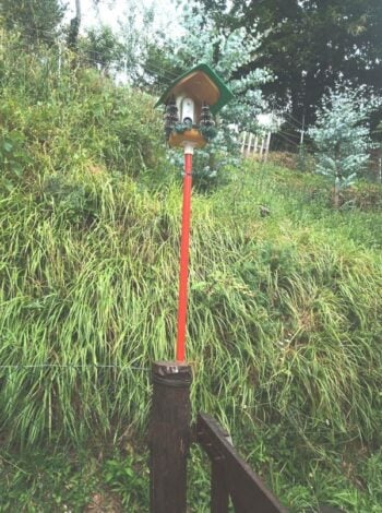 Birdbuddy : The Ultimate Guide