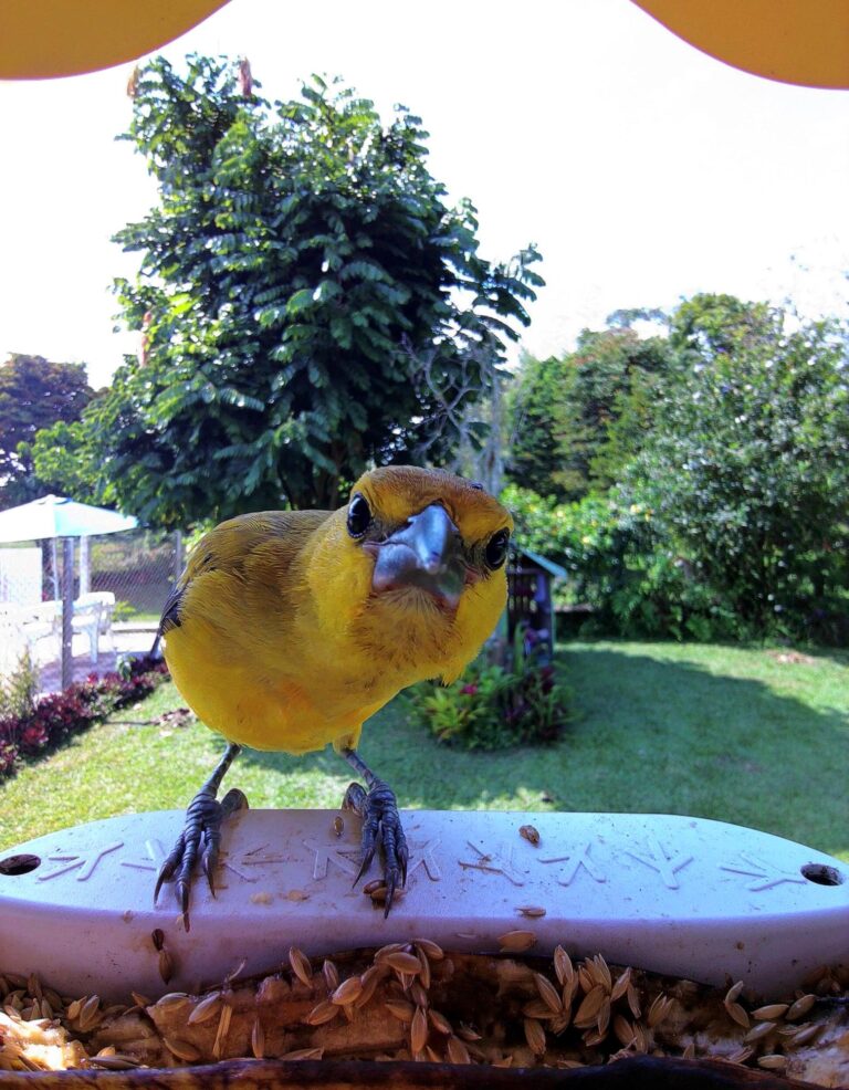 Birdbuddy : The Ultimate Guide
