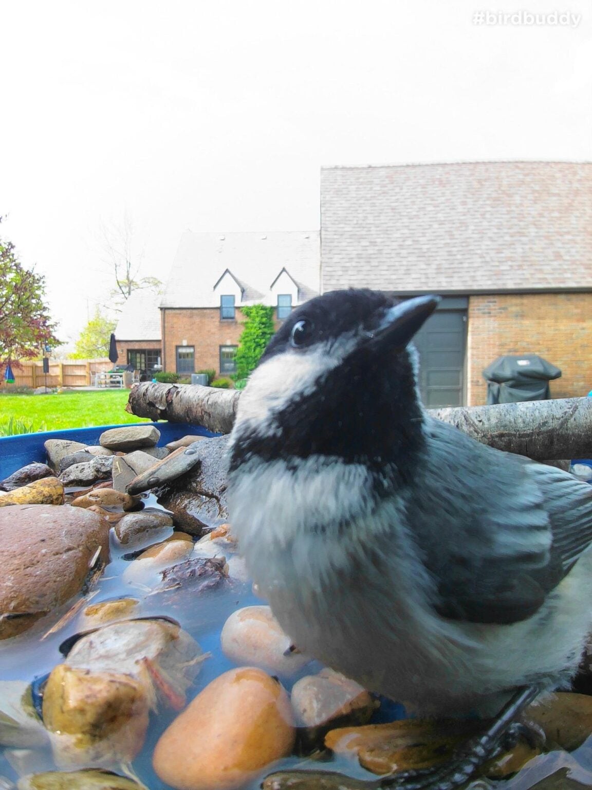 Birdbuddy : The Ultimate Guide