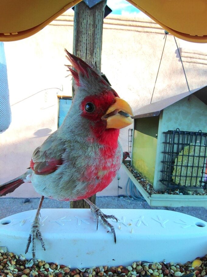Birdbuddy : The Ultimate Guide
